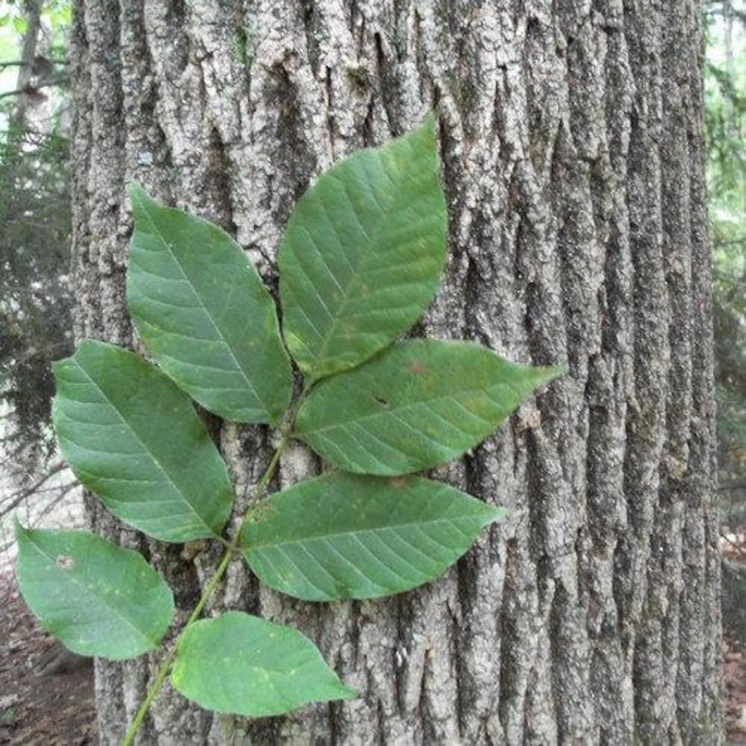 American White Ash Tree Seeds (fraxinus Americana) 25+seeds - Etsy