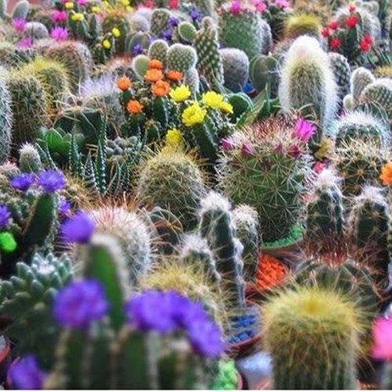 Cactus Mixed Seeds Cactaceae Mix 50Seeds | Etsy