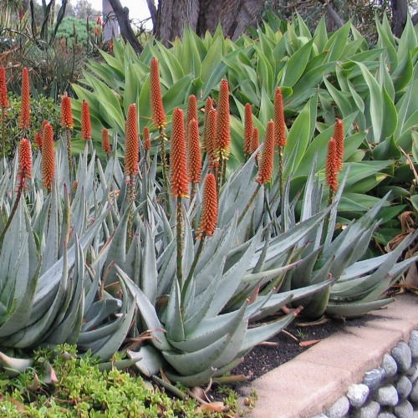 Aloe Mix Succulent Seeds aloe Species Mix 20seeds - Etsy