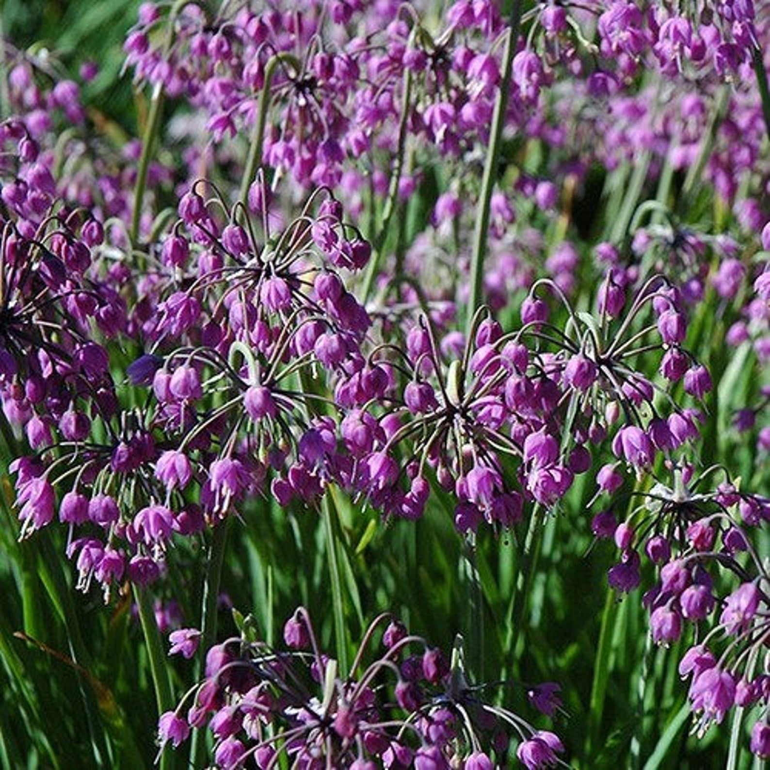 Nodding Pink Onion Herb Seeds allium Cernuum 50seeds - Etsy