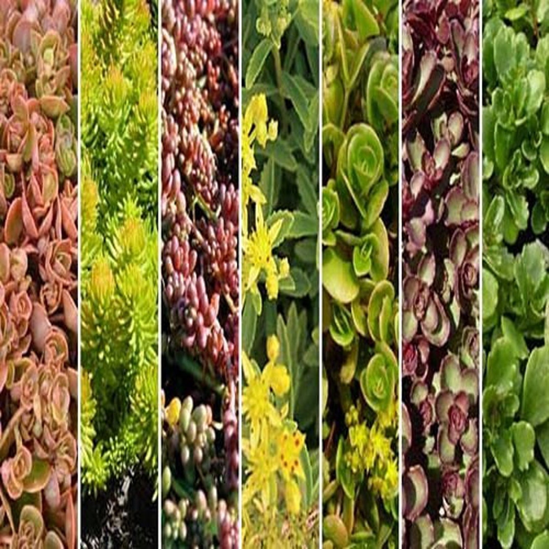 Sedum Mix Succulent Seeds (roof Garden Mix) 100+seeds - Etsy