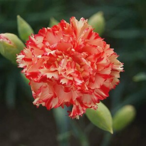 Carnation Chabaud Flower Seeds (dianthus Caryophyllus) 50+seeds - Etsy