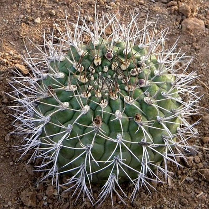 Giant Chin Cactus Seeds gymnocalycium Saglione 25seeds | Etsy