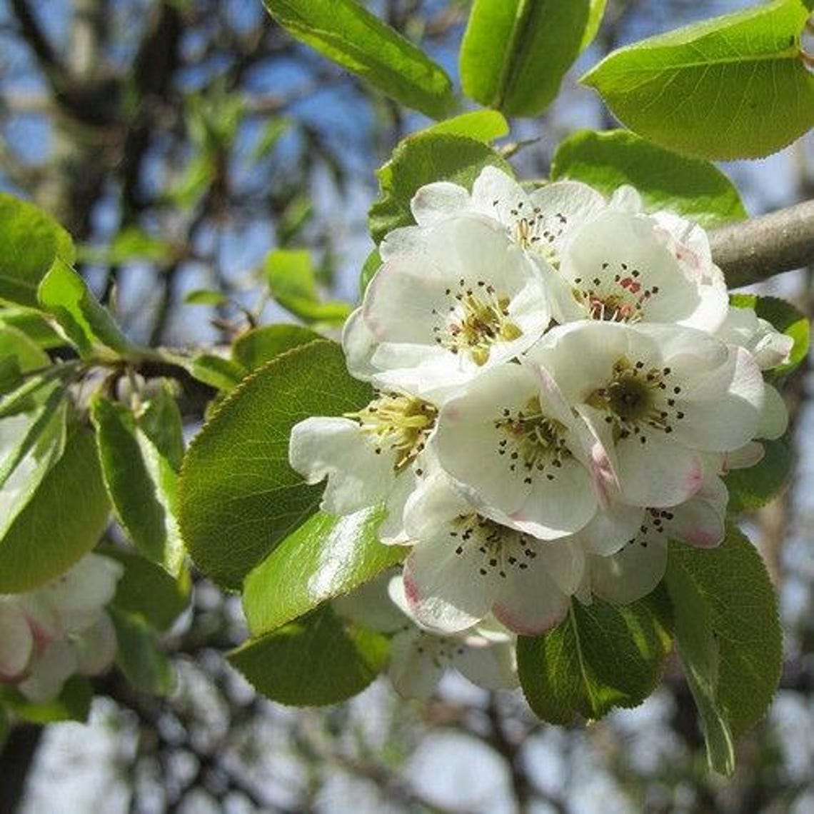 European Pear Tree Seeds pyrus Communis 15seeds - Etsy