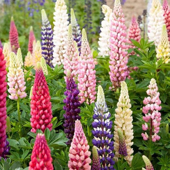 Lupine Russel Mix Flower Seeds lupinus Polyphyllus 50seeds - Etsy