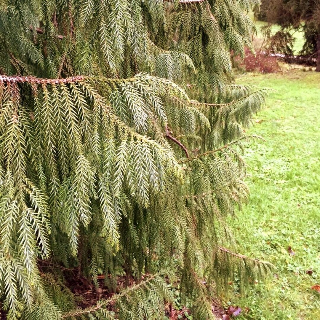 Chinese Coffin Tree Seeds (taiwania Cryptomerioides) 30+seeds - Etsy