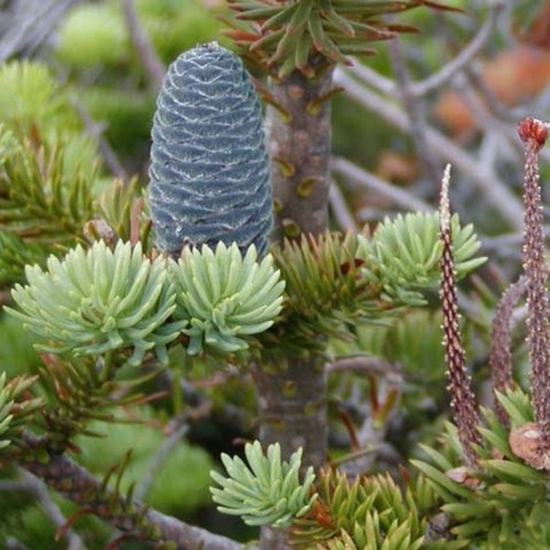 Balsam Fir Tree Seeds (abies Balsamea) 25+seeds - Etsy