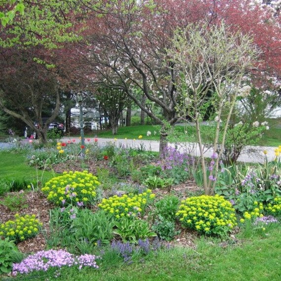 Euphorbia Polychroma