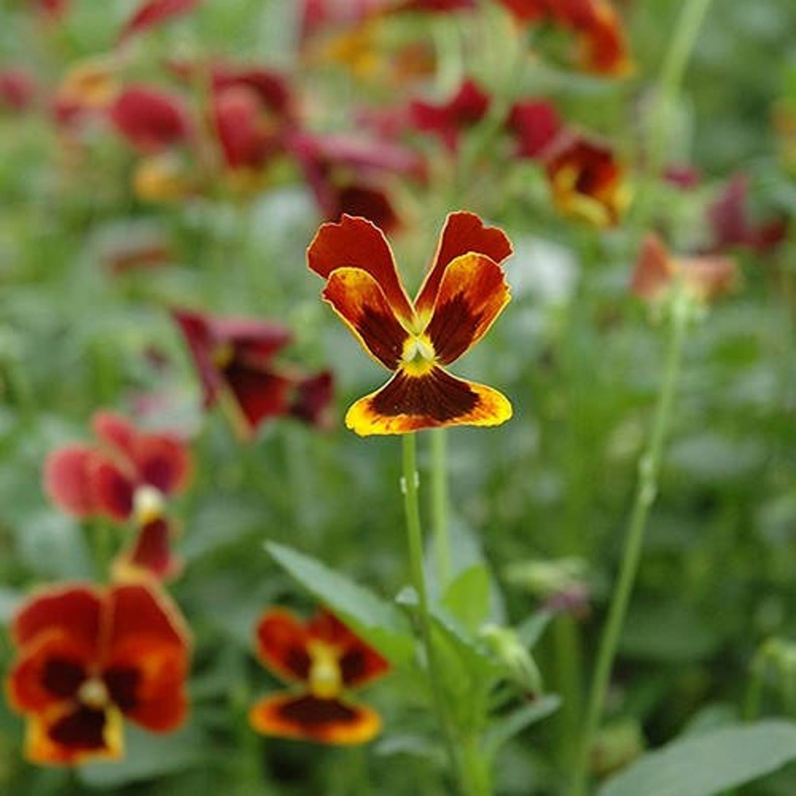 Viola Arkwright Ruby Flower Seeds viola Cornuta 50seeds | Etsy
