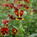 Viola Arkwright Ruby Flower Seeds viola Cornuta 50seeds - Etsy