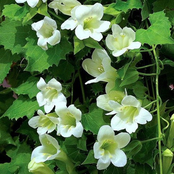 Climbing Snapdragon Vine White Seeds asarina Scandens | Etsy