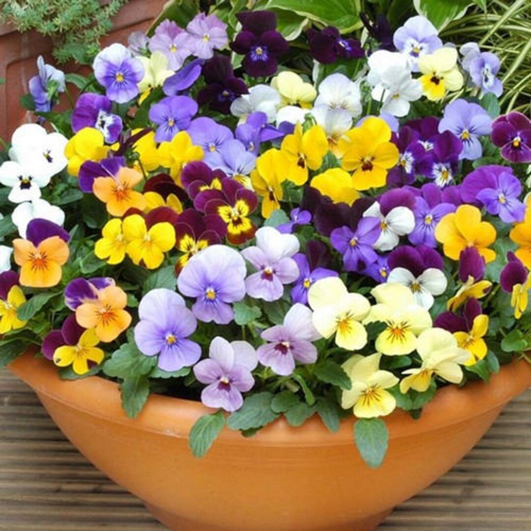 Viola Bambini Mix Flower Seeds (viola Cornuta) 50+seeds - Etsy