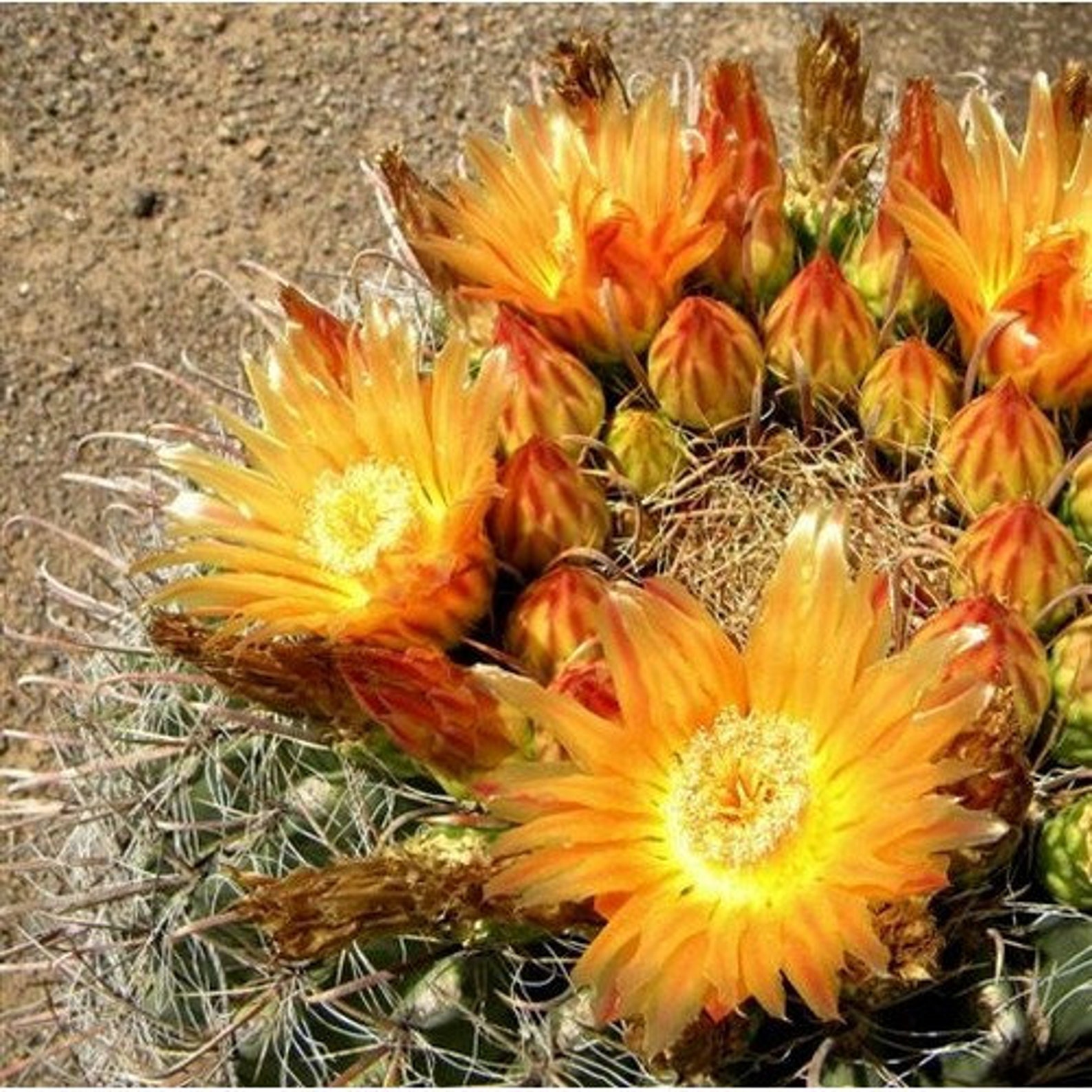 Candy Barrel Cactus Seeds (ferocactus Wislizeni 'yellow') 20+seeds - Etsy