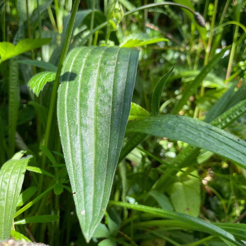 English Plantain Herb Seeds (plantago Lanceolata) 100+seeds - Etsy