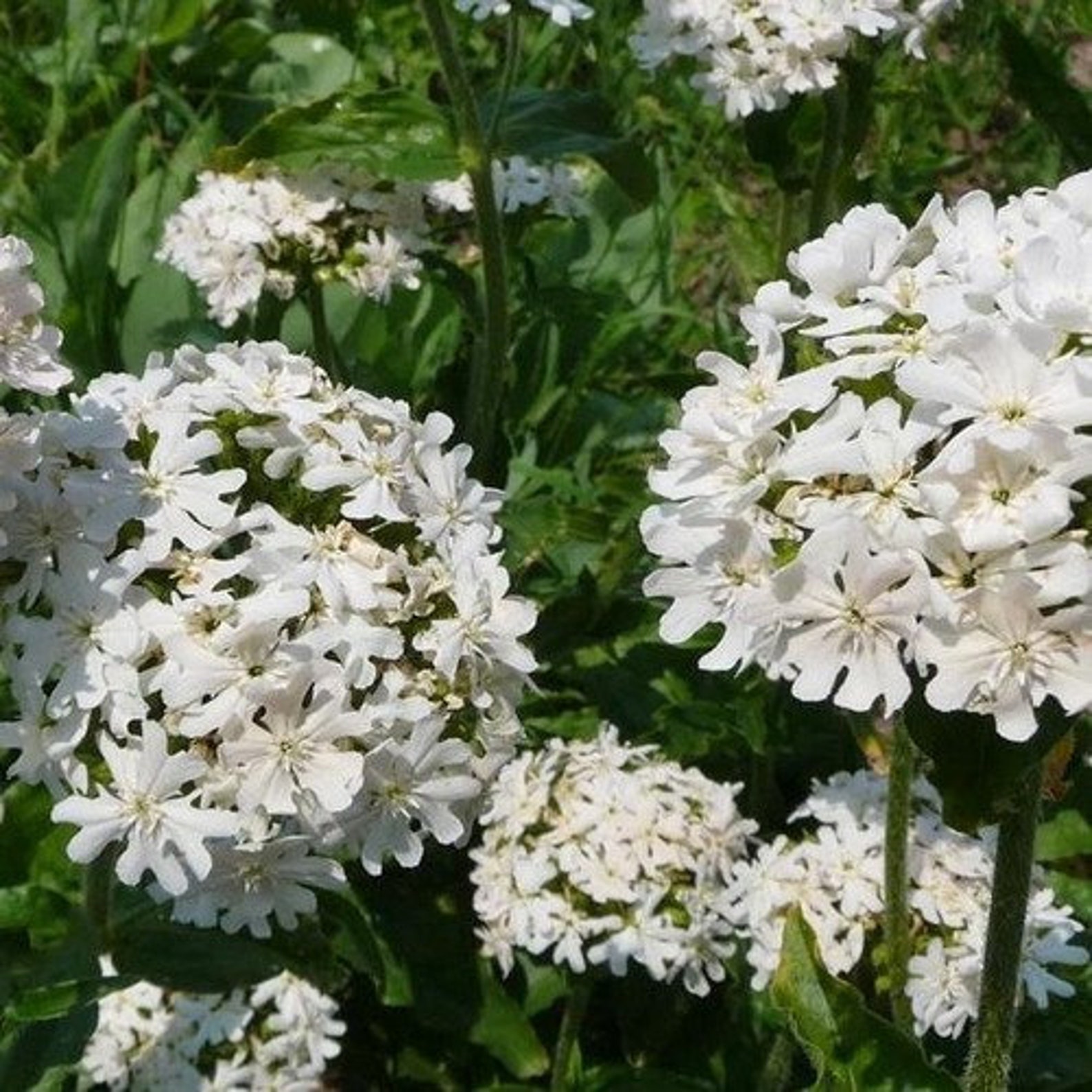 Lychnis Snowstar Flower Seeds lychnis Viscaria Splendens - Etsy