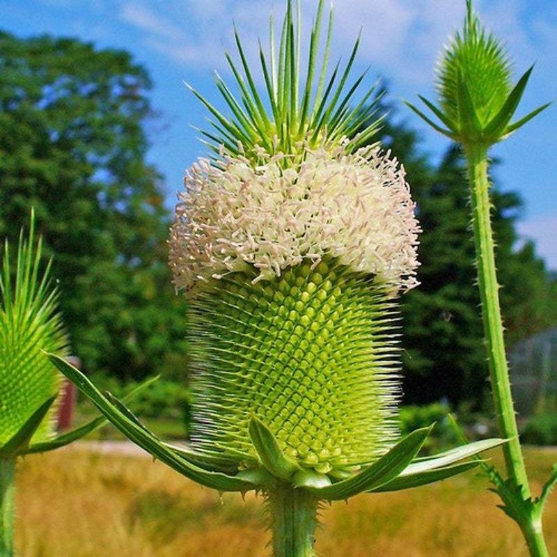 Teasel - Etsy