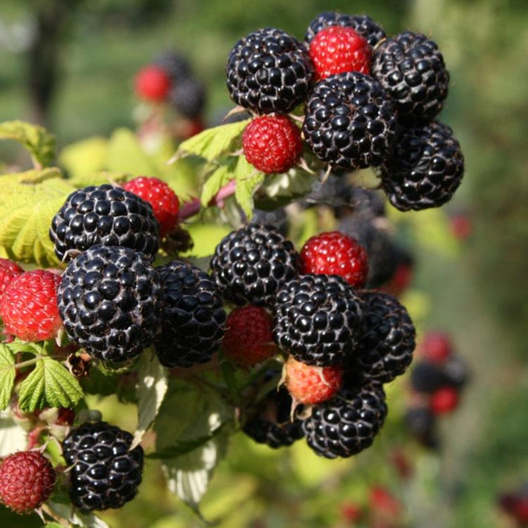 Black Raspberry Bush Seeds (rubus Occidentalis) 25+seeds - Etsy