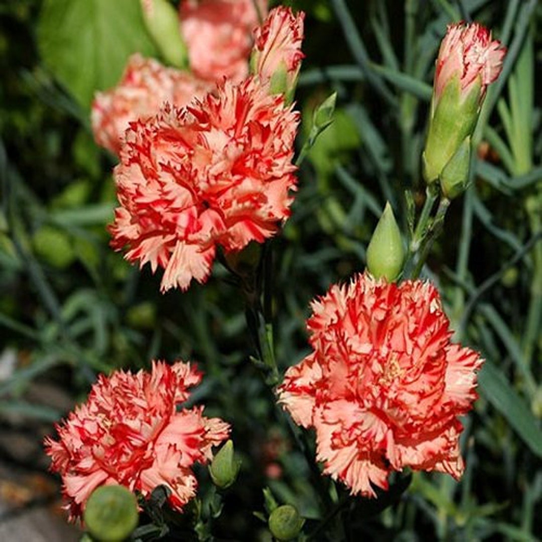 Carnation Chabaud Flower Seeds dianthus Caryophyllus 50seeds - Etsy