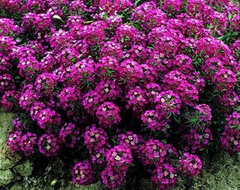 Dwarf Alyssum Seeds Tiny Tim Flower Seeds 10000 Seeds - Etsy