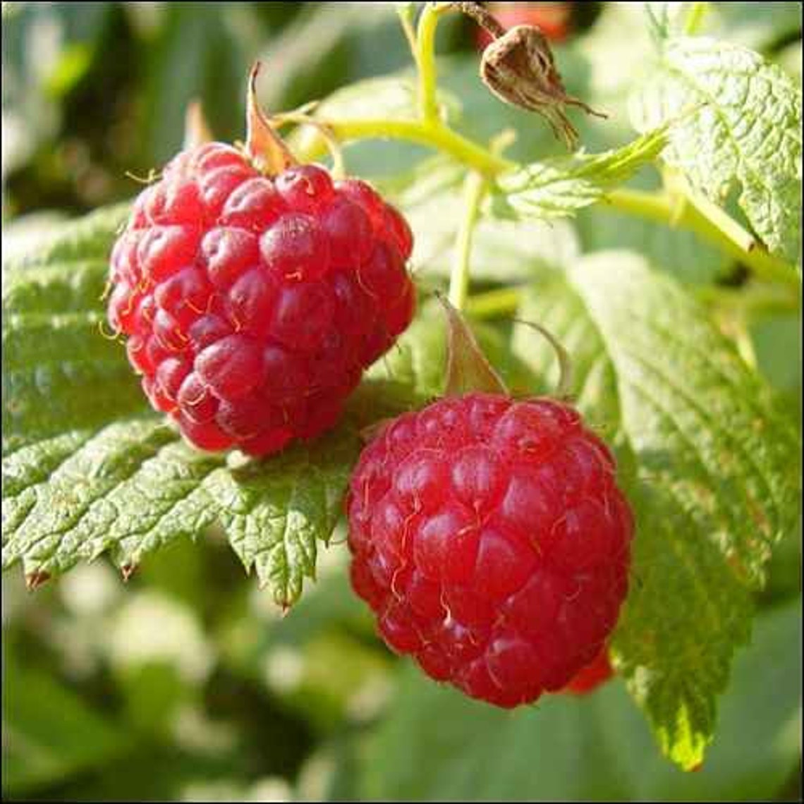 Red Raspberry Bush Seeds (rubus Idaeus) 25+ Seeds - Etsy