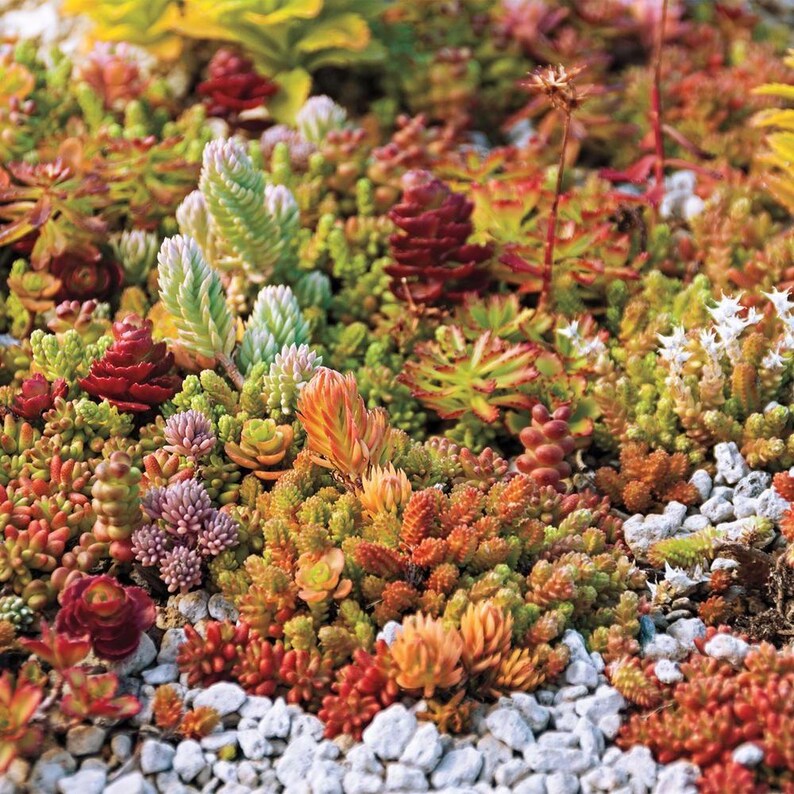 Sedum Mix Succulent Seeds (roof Garden Mix) 100+seeds - Etsy