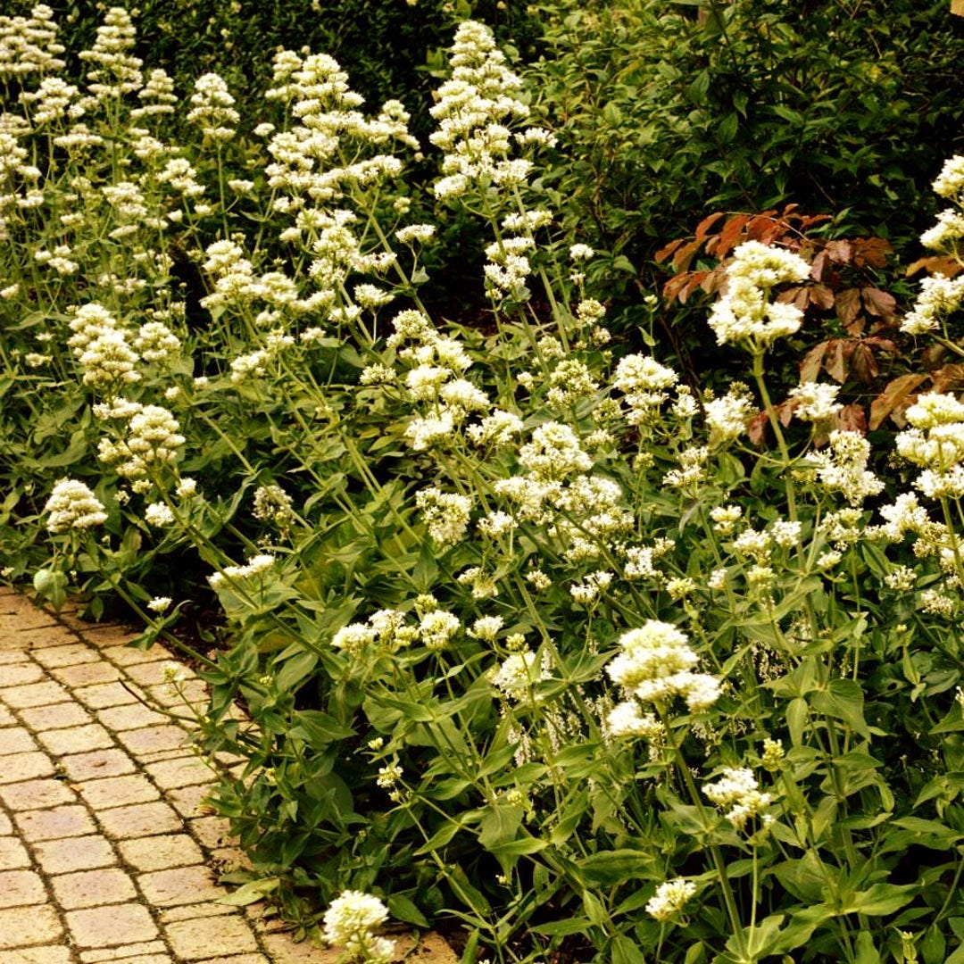 Jupiter's Beard White Flower Seeds (centranthus Ruber Albus) 50+seeds ...