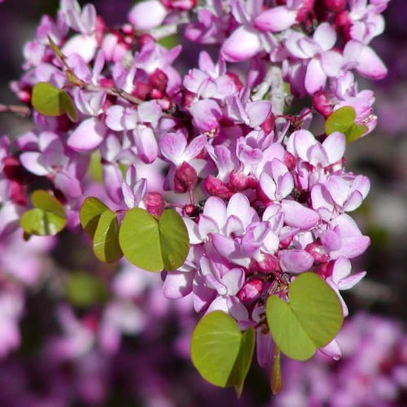 California Redbud Tree Seeds (cercis Occidentalis) 20+seeds - Etsy