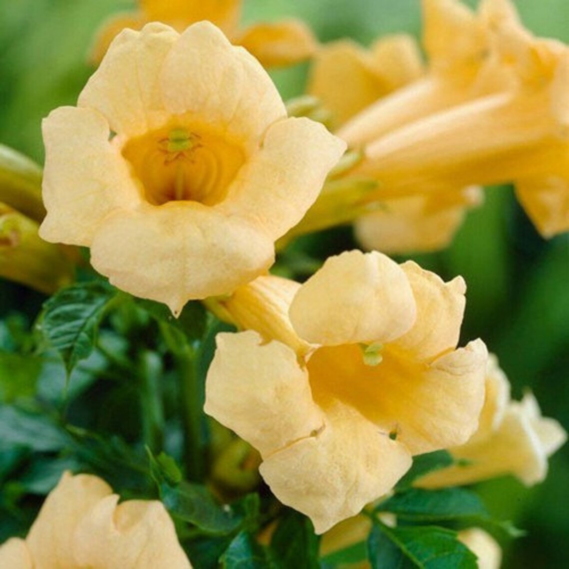 Yellow Trumpet Creeper Seeds campsis Radicans 15seeds - Etsy