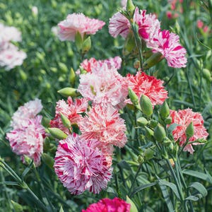 Carnation Chabaud Picotee Mix Flower Seeds (dianthus Caryophyllus) 50 ...