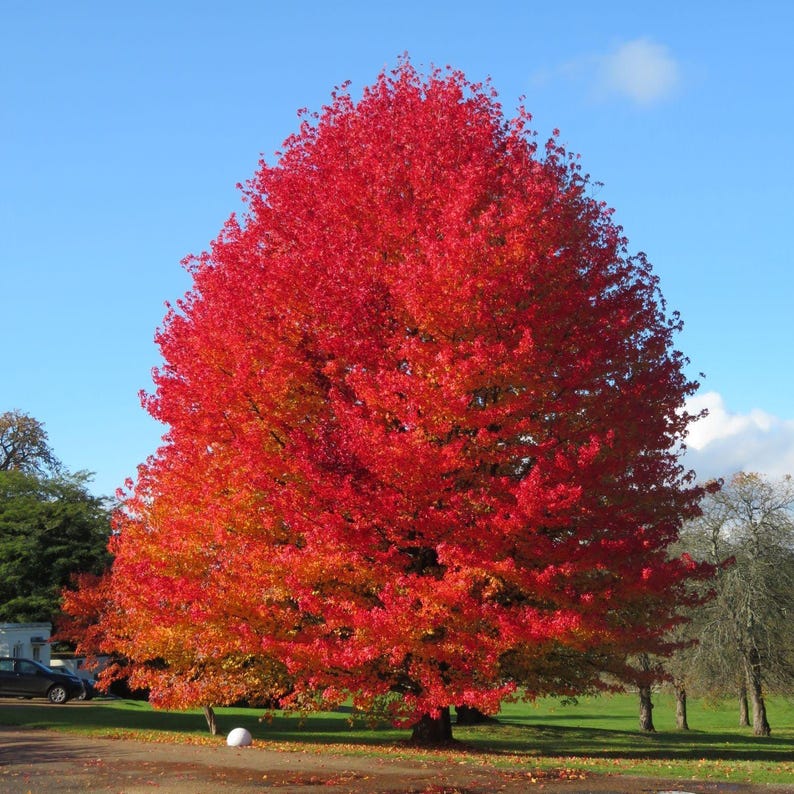 American Sweetgum Tree Seeds (liquidambar Styraciflua) 20+seeds - Etsy