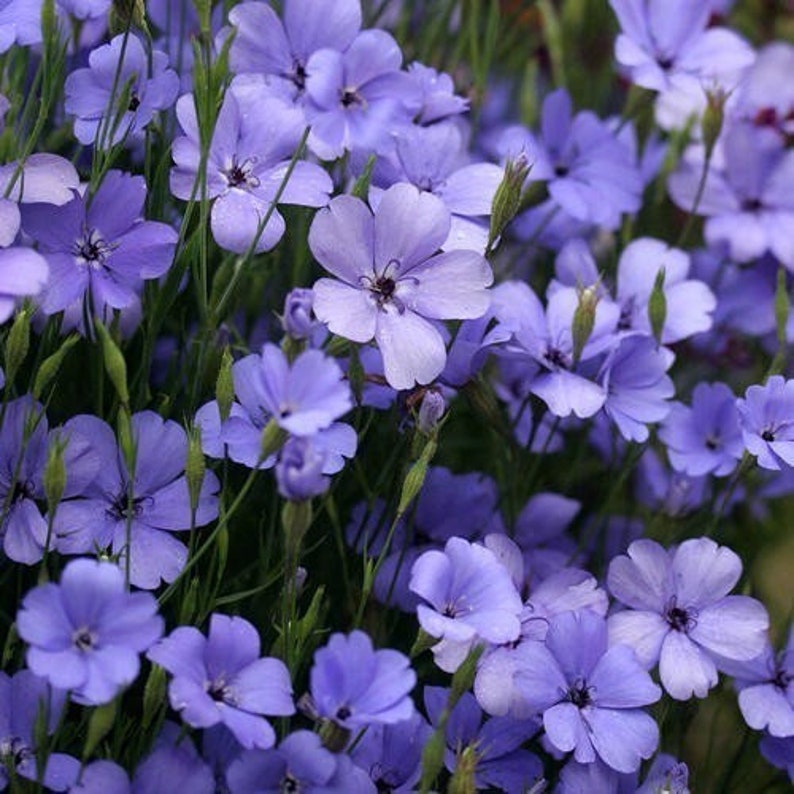 Catchfly Blue Angel Flower Seeds viscaria Oculata 100seeds - Etsy