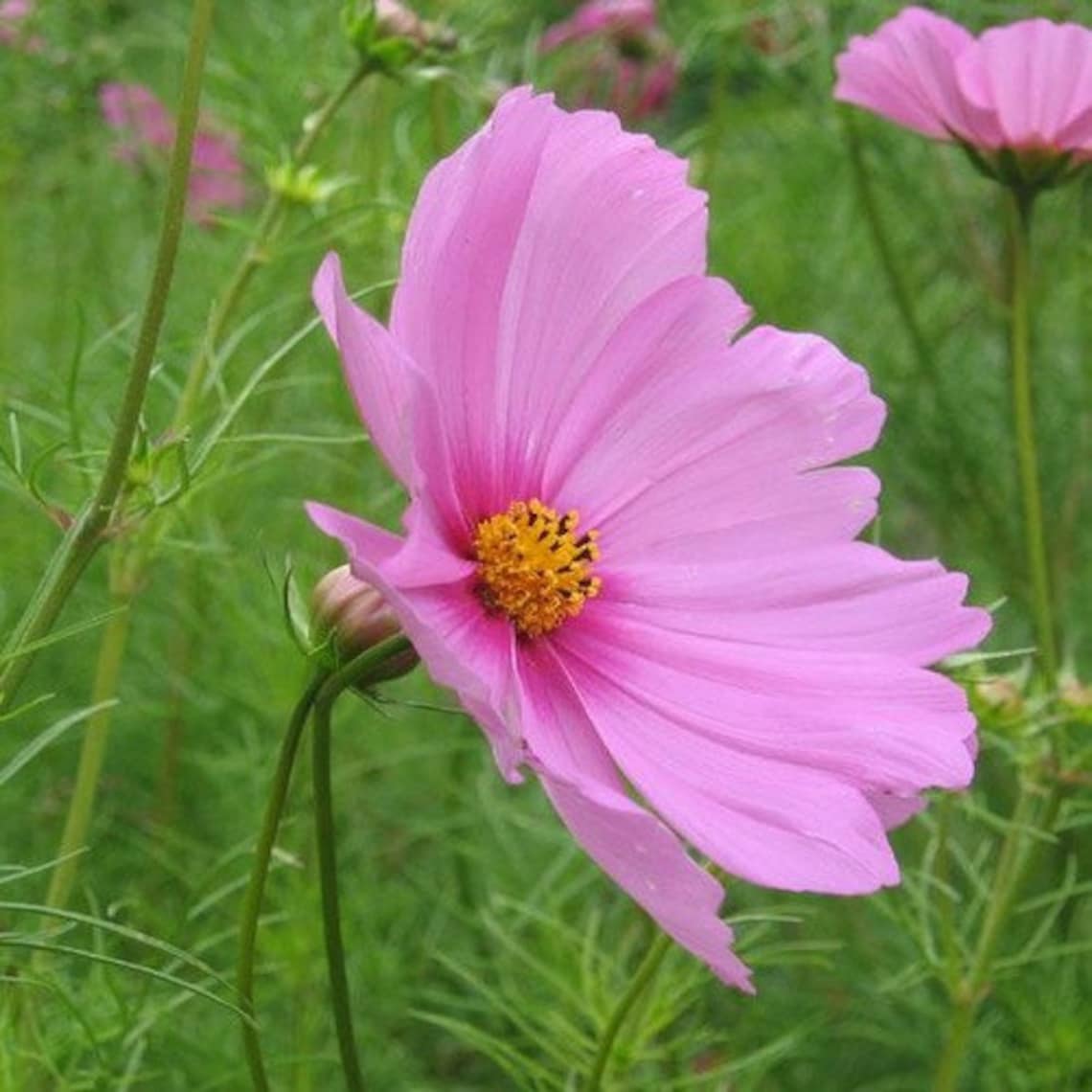 Cosmos Sensation Pinkie Flower Seeds cosmos Bipinnatus - Etsy