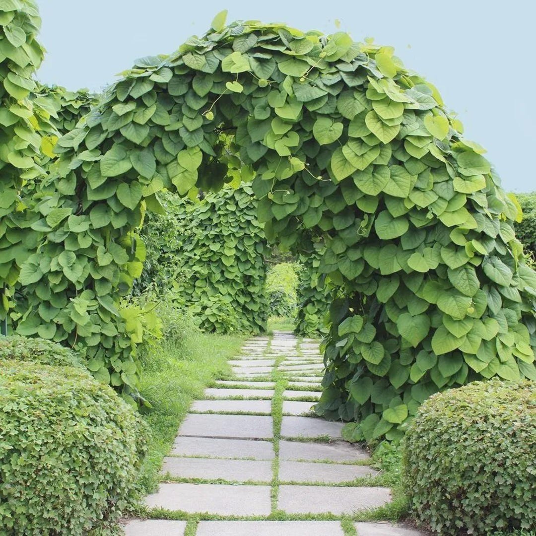Dutchman's Pipe Vine Seeds (aristolochia Durior) 15+seeds - Etsy