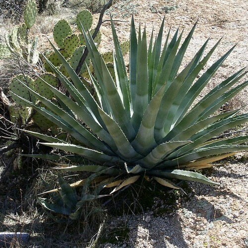 Agave Golden Flowered Century Plant Seeds Agave chrysantha - Etsy España