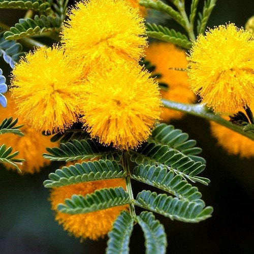 10 GOLDEN MIMOSA Acacia Baileyana Yellow Wattle Tree Flower - Etsy