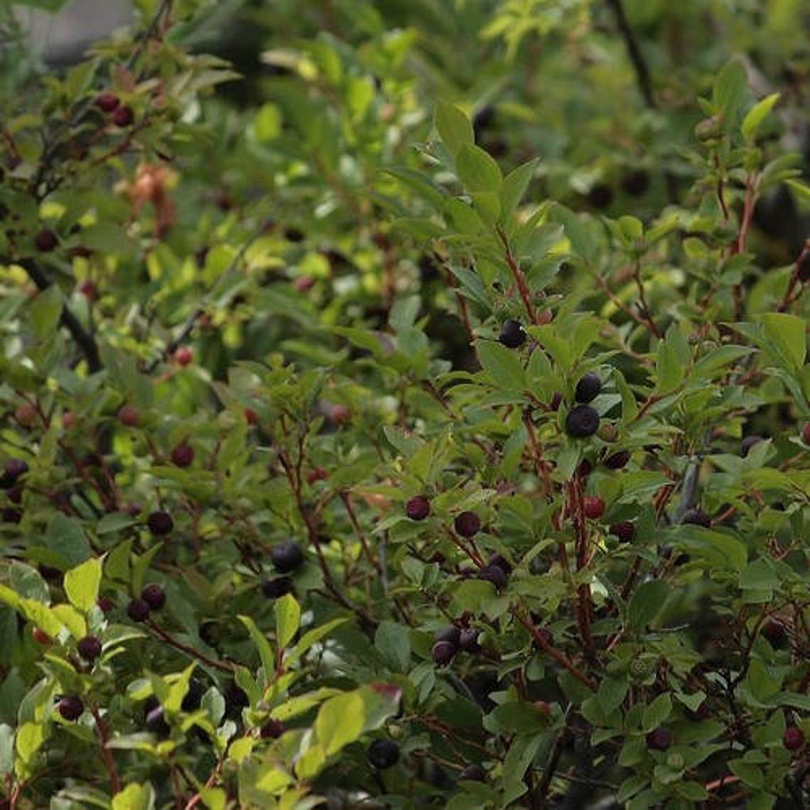 Mountain Huckleberry Bush Seeds (vaccinium Membranaceum) 25+seeds - Etsy