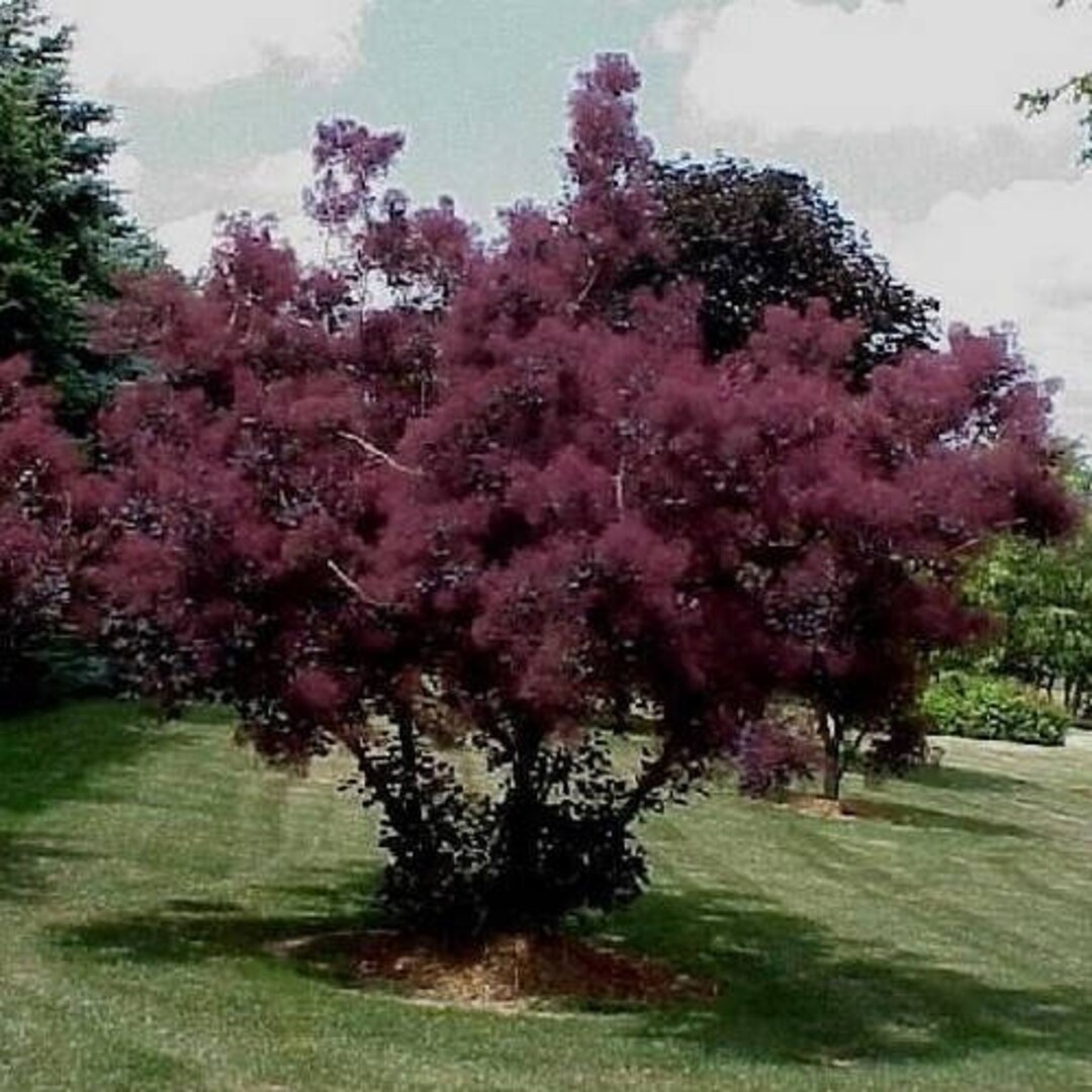 Purple Smoke Tree Seeds (cotinus Coggygria Purpureus) 20+seeds - Etsy