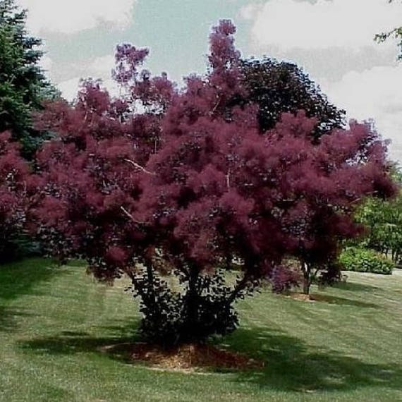 Purple Smoke Tree Seeds cotinus Coggygria Purpureus 20seeds | Etsy