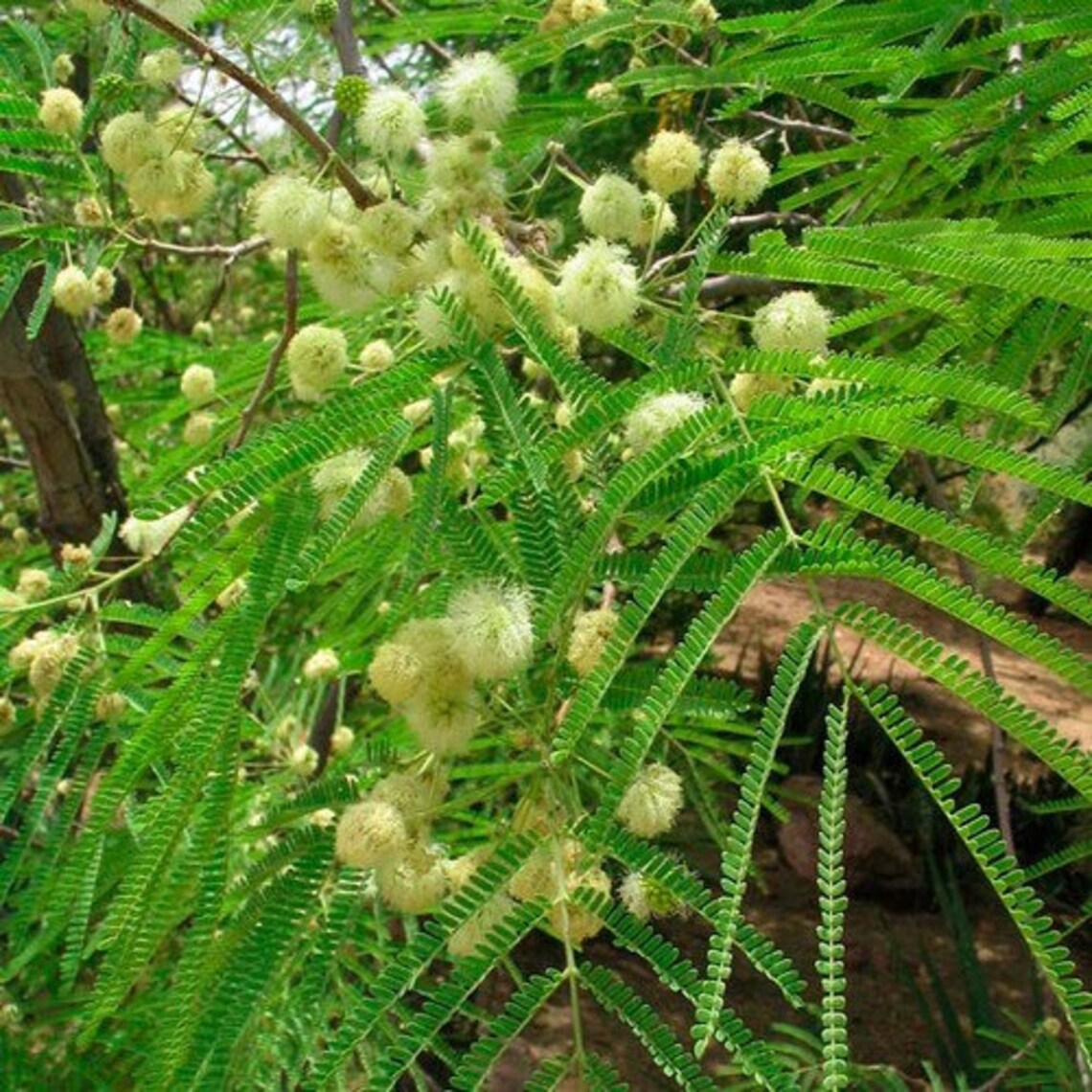 Desert Fern Tree Seeds lysiloma Thornberi 10seeds - Etsy