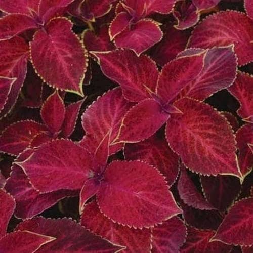 Coleus Wizard Velvet Red Seeds Solenostemon scutellarioides - Etsy Canada