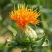Orange Safflower Seeds (carthamus Tinctorius) 10+seeds - Etsy Canada
