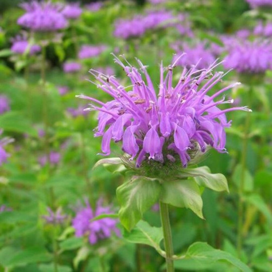 Mintleaf Bee Balm Herb Seeds (monarda Fistulosa) 50+seeds - Etsy