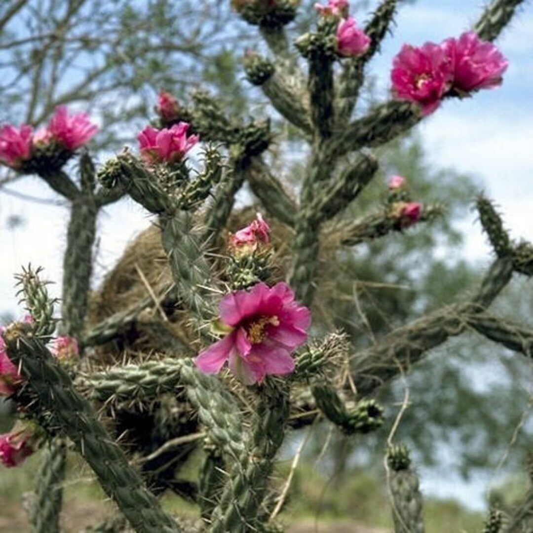 Cane Cholla Cactus Seeds (cylindropuntia Imbricata) 20+seeds - Etsy