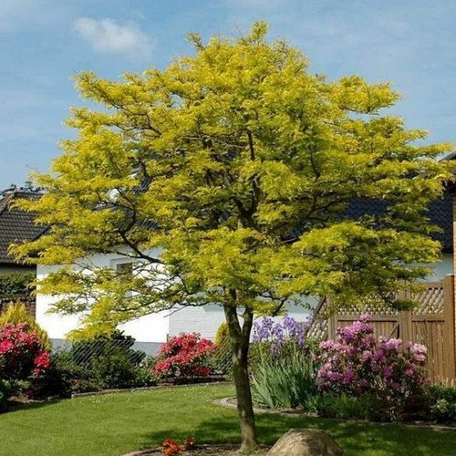 Thornless Honey Locust Tree Seeds gleditsia Triacanthos - Etsy