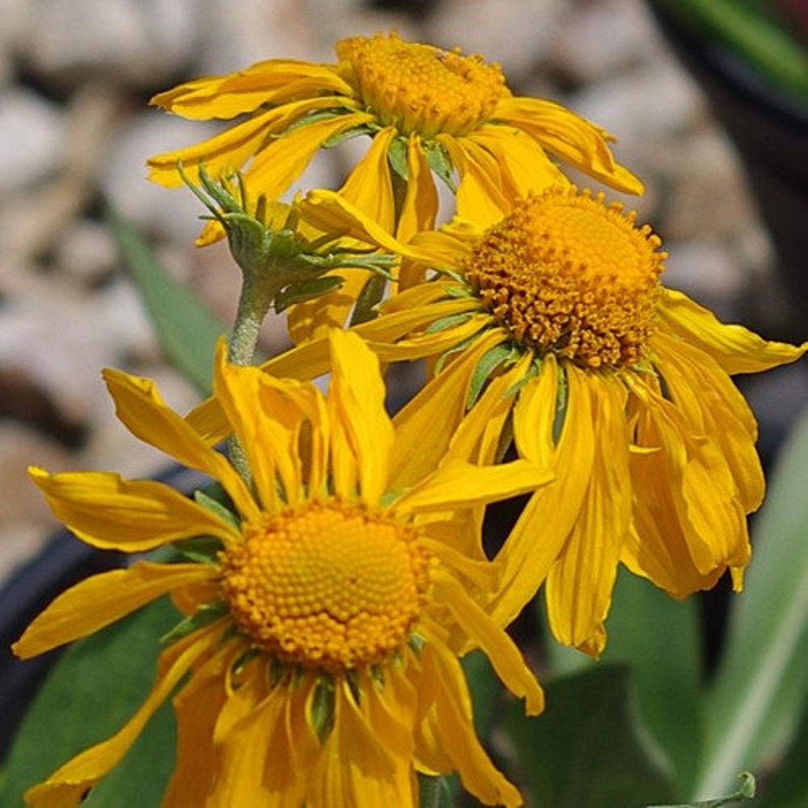 Orange Sneezeweed Flower Seeds helenium Hoopesii 50seeds - Etsy