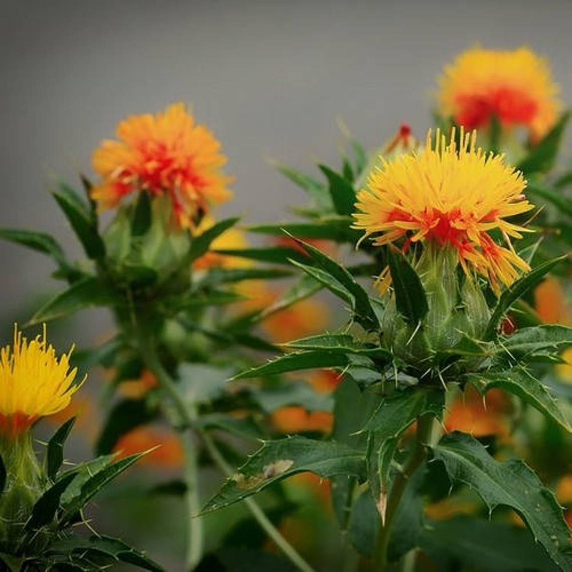 Orange Safflower Seeds (carthamus Tinctorius) 10+seeds - Etsy Canada