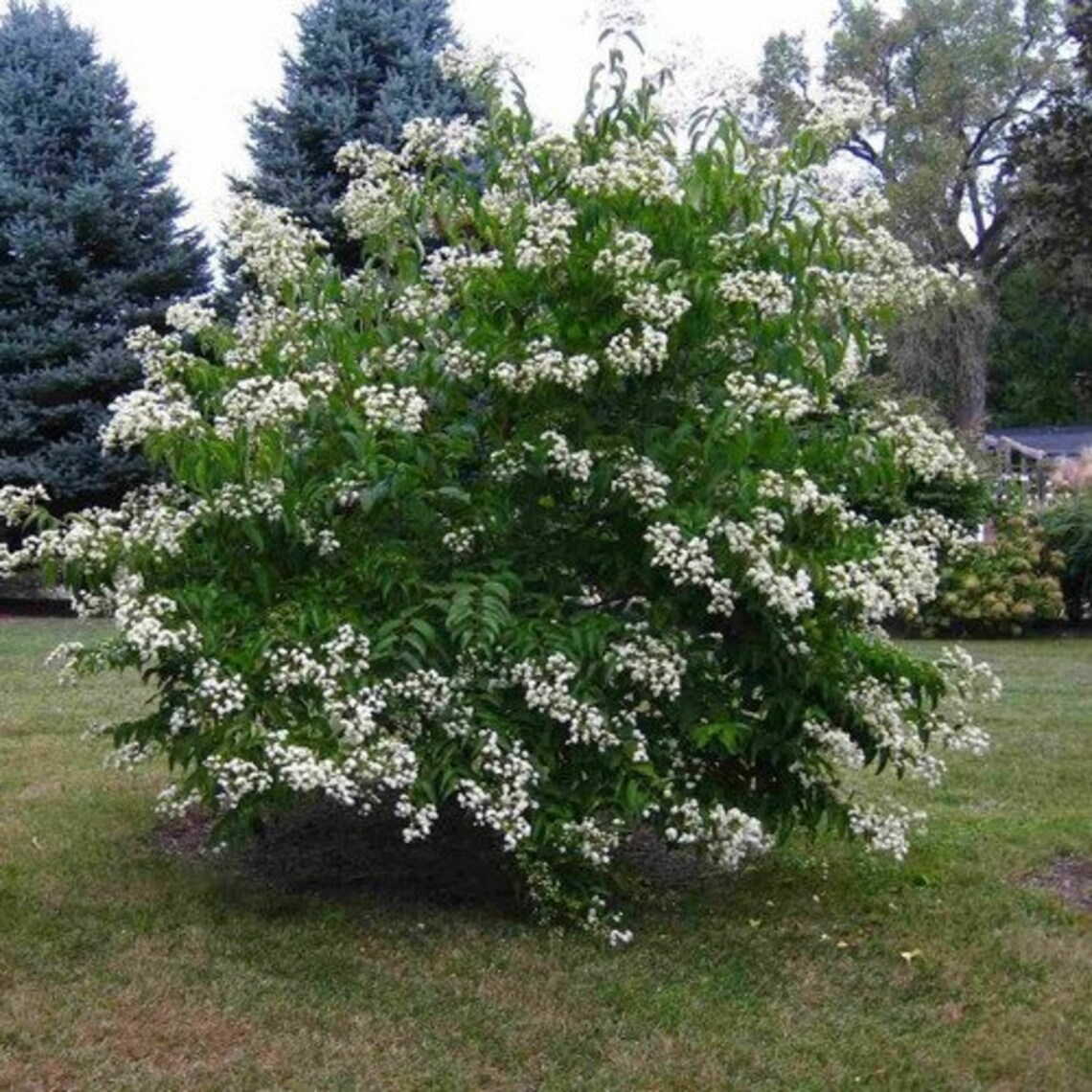 Seven Son Flower Tree Seeds HEPTACODIUM Miconioides 20seeds | Etsy