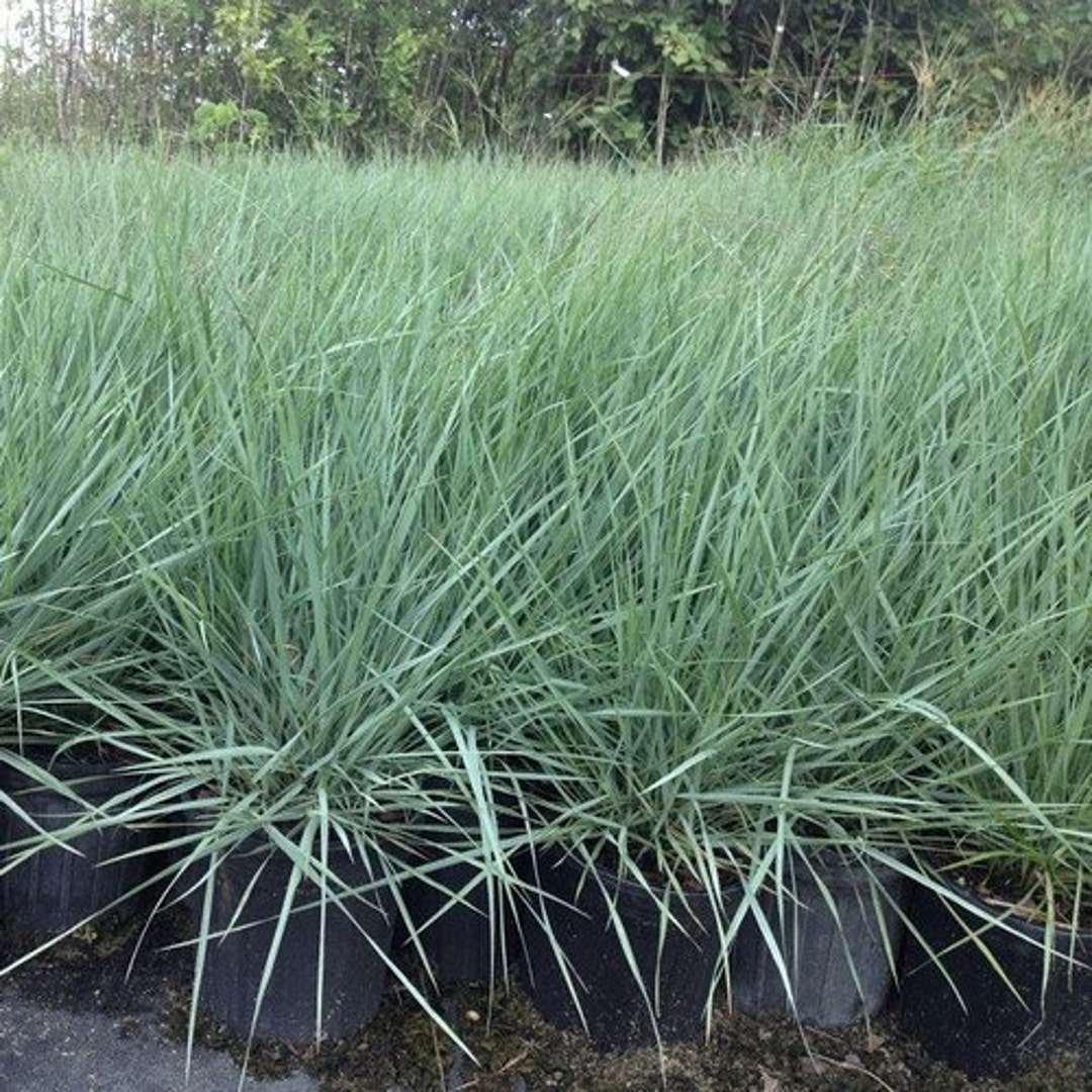 Love Grass Blue Ornamental Grass (eragrostis Elliotii Blue) 50+seeds - Etsy