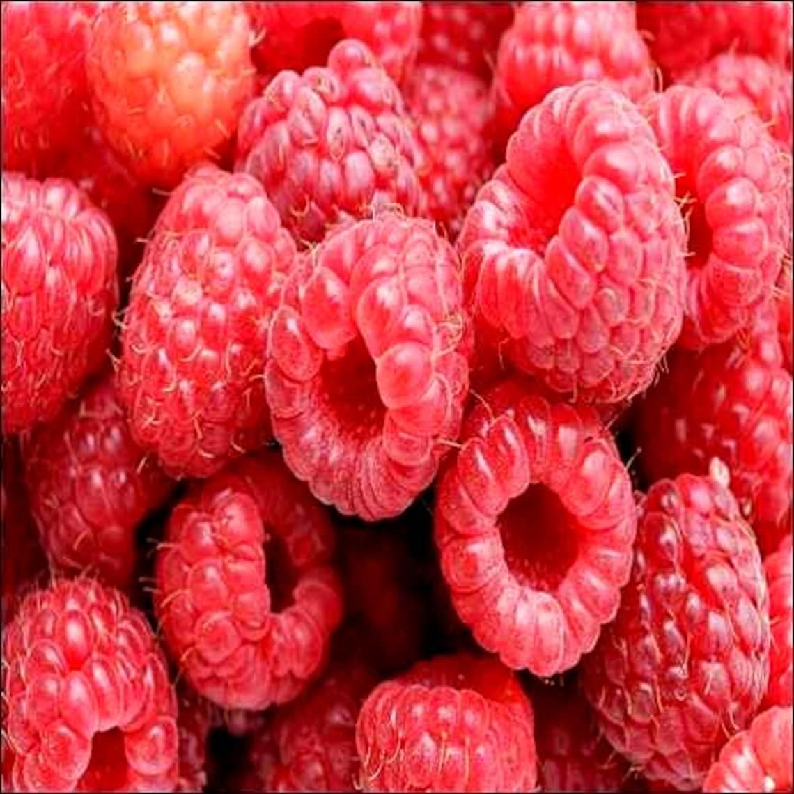 Red Raspberry Bush Seeds (rubus Idaeus) 25+ Seeds - Etsy