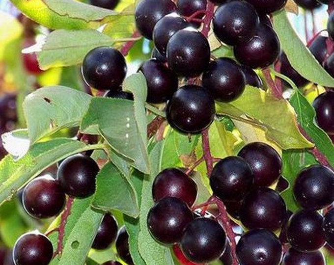 Choke Cherry Tree, Prunus Virginiana, Small Red to Purple Fruit, White ...